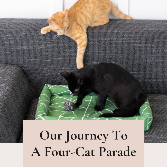 Journey to a 4-Cat Parade: How Many "No More Cats" Did It Take? – Janery