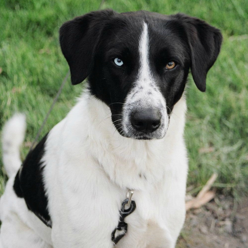 Finding Merlin, the Christmas Puppy – Janery