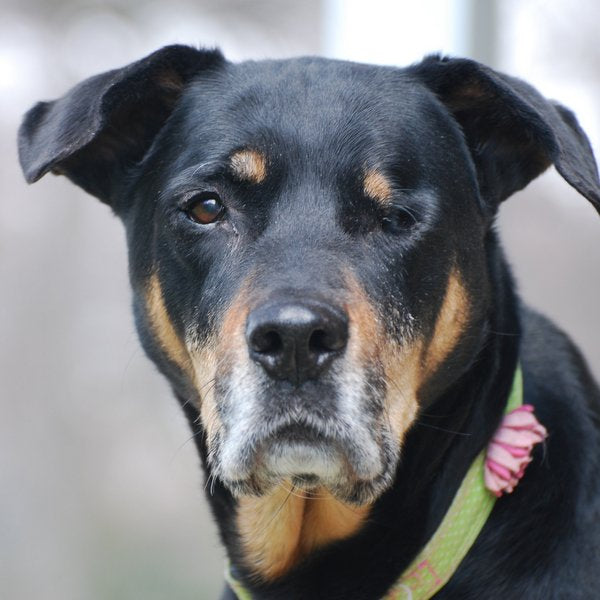 Janery: Sophisticated waterproof pet beds ethically made in the USA